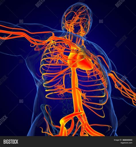 Human Heart Image Photo Free Trial Bigstock
