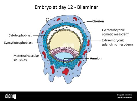 Embryo Diagram Labeled With Yolk Sac