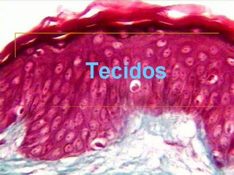 TECIDO EPITELIAL 2019 Histologia E Embriologia