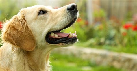 Top 5 Des Chiens Les Plus Intelligents