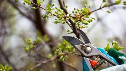 Tipos De Poda Y Por Qu Es Necesaria Jardinatis