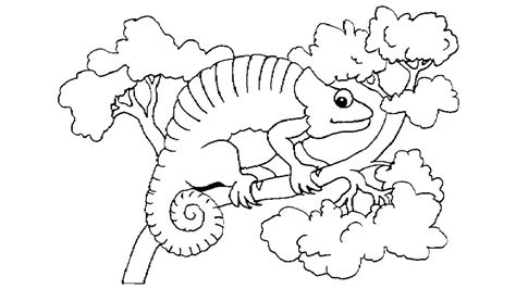 Dibujo de Camaleón para colorear y pintar 2063