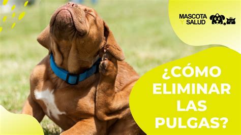 Cómo eliminar las pulgas de mi perro Mascota y Salud YouTube