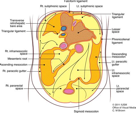 Peritoneal And Retroperitoneal Anatomy And Its Relevance For Cross