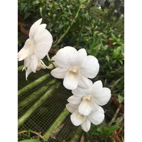 Jual Anggrek Dendrobium Spike Knop Shopee Indonesia