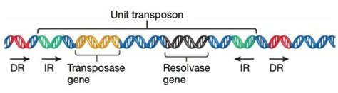 transposable elements microbiology notes