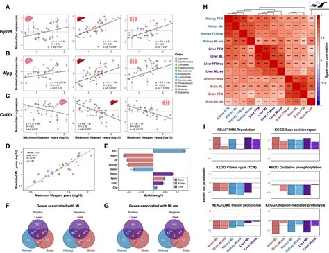 Distinct Longevity Mechanisms Across And Within Species And Their
