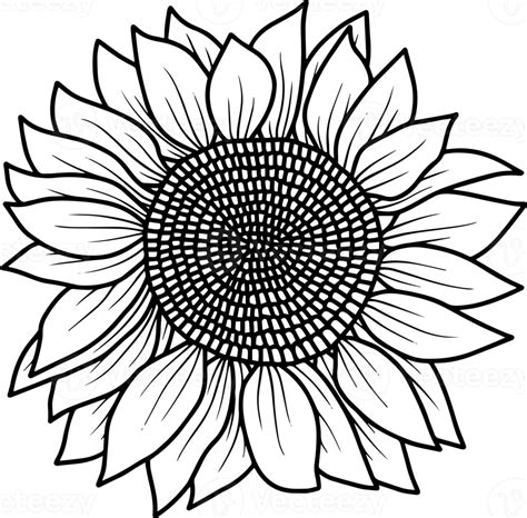 Top Imagen Girasol Png Dibujo Abzlocal Mx