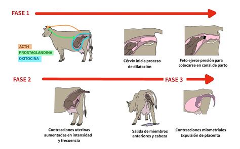 Confuse gyümölcslé Hajnalban cuales son las 3 etapas del parto fordító