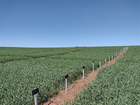Ensaio avalia resistência de cultivares de trigo ao oídio Revista