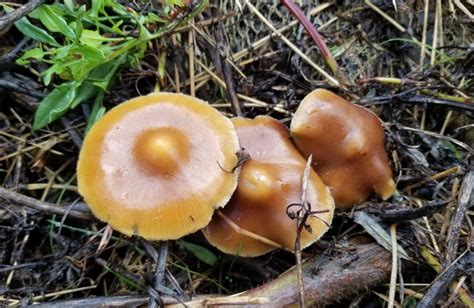 Psilocybe Azurescens Spore Print SporeSwaps