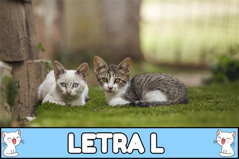 Diccionario De Nombres Para Gatos Y Gatas A Z