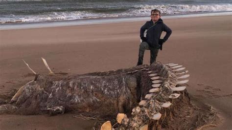 Mysteriöser Strand Fund Wurde das Monster von Loch Ness an Land