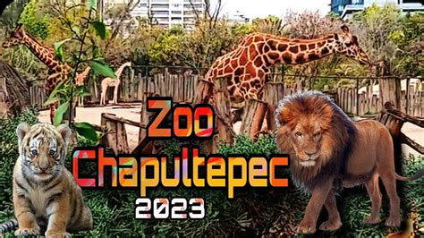 Conoces el Zoológico de Chapultepec cdmx 2023 YouTube