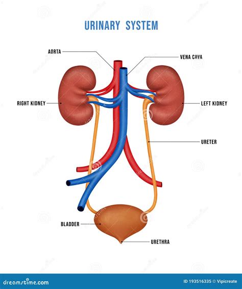 Human Kidney Medical Diagram Human Urinary System Diagram Realistic 3d