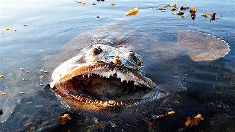 Os Peixes Mais Assustadores E Perigosos Do Mundo Top Youtube