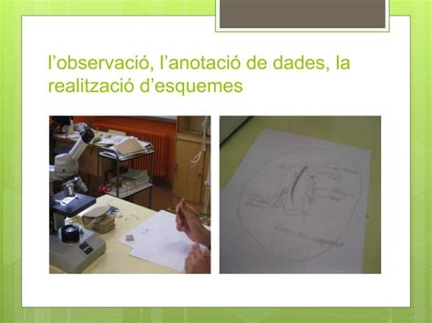 Invertebrats de la bassa a l escola del Bosc Taller per alumnes de 6è