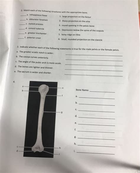 Solved Unit 10 The Appendicular Skeleton Worksheet 1 Label Chegg