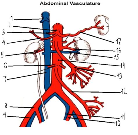 Anatomy Abdominal Vasculature Diagram Quizlet