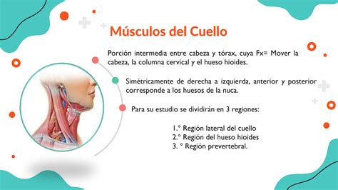 SOLUTION Anatomia Musculos Del Cuello Studypool