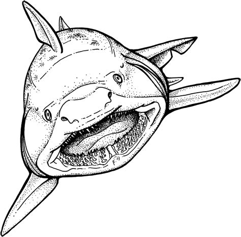 Dibujar a mano Tiburón para colorear imprimir e dibujar ColoringLib