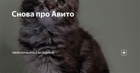 Снова про Авито Мейн куны и всё остальное Дзен