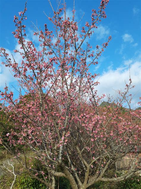 屋久島観光協会 on Twitter RT InfoYakushima 2023 01 21 土 緋寒桜が開花しました 来週あたり