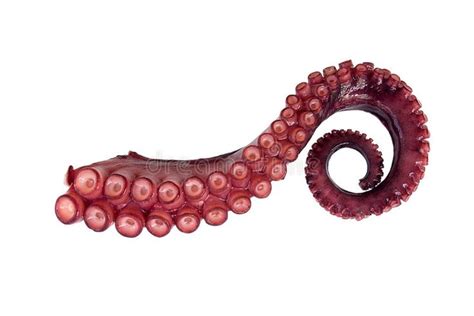 Tentacle Of Octopus One Purple Tentacle Of Octopus Isolated On White
