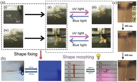 shape‐transformation of lcp structures stimulated by uv vis lights download scientific diagram