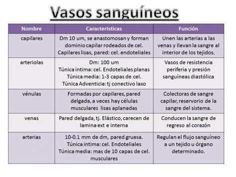 El Estudio Met Fora Geolog A Cuadro Comparativo De Vasos Sanguineos