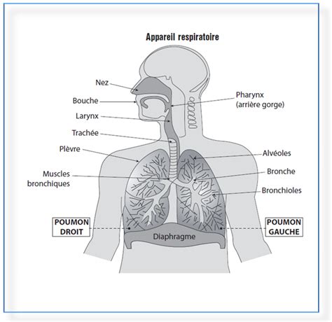 schéma de l appareil respiratoire