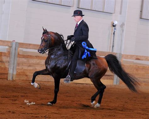 AKB Don Bandango Classicala Farm Michigan Purebred Arabian Breeding