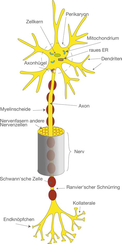 Bau Einer Nervenzelle SchulLV