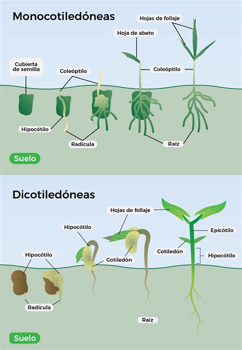 Proceso De Desarrollo De Las Plantas De La Semilla A La Planta Adulta
