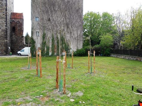 Nasadzenia nowych drzew i krzewów UM Żary