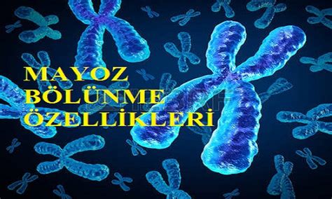 Mayoz Bölünmenin Özellikleri