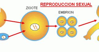 Características y diferencias entre la reproducción sexual y asexual