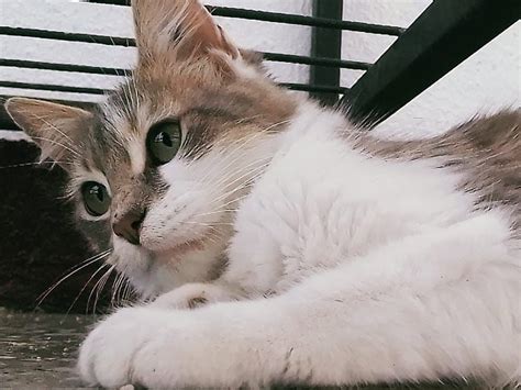 Guía completa paso a paso sobre cómo adoptar un gato