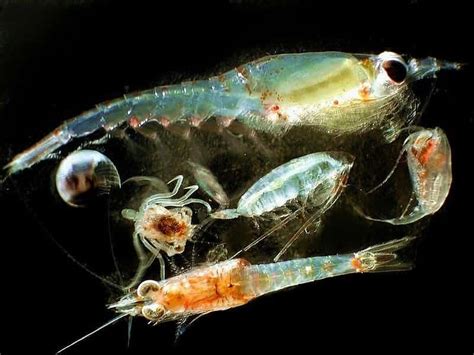 El zooplancton del Ártico muestra alta concentración de microplásticos