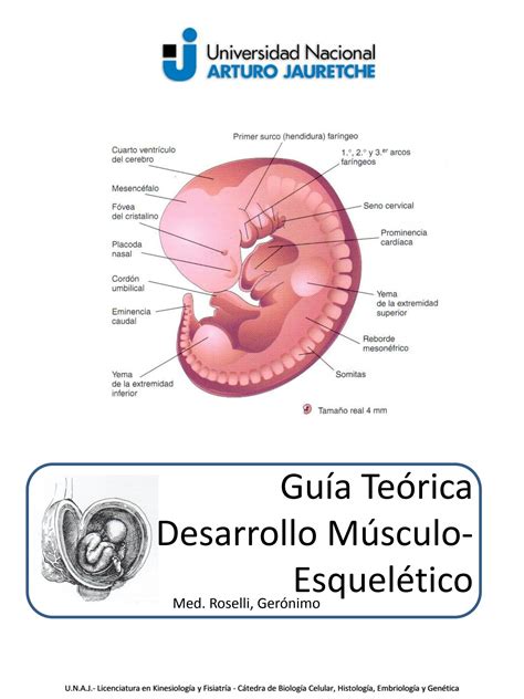 Solution Desarrollo M Sculo Esquel Tico Studypool
