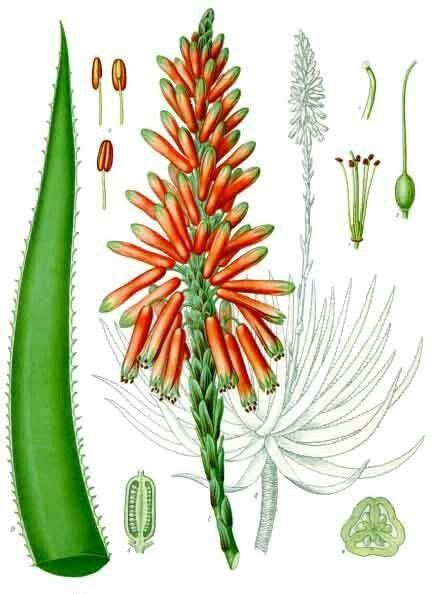 Partes De Una Planta De Sabila O Aloe Vera Florean De Color Amaillo