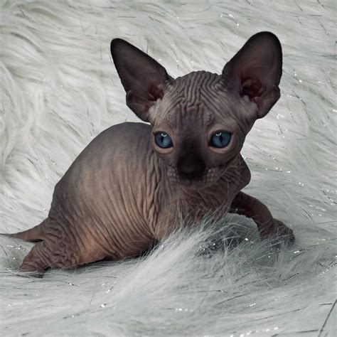Top Notch Quality Sphynx Kittens For Sale Compound Exotics