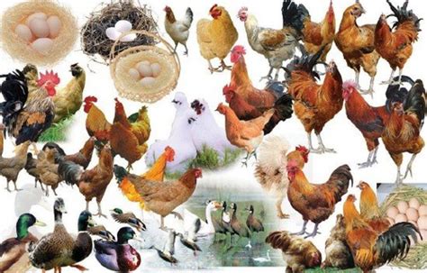 Poultry Quiz Flashcards Quizlet