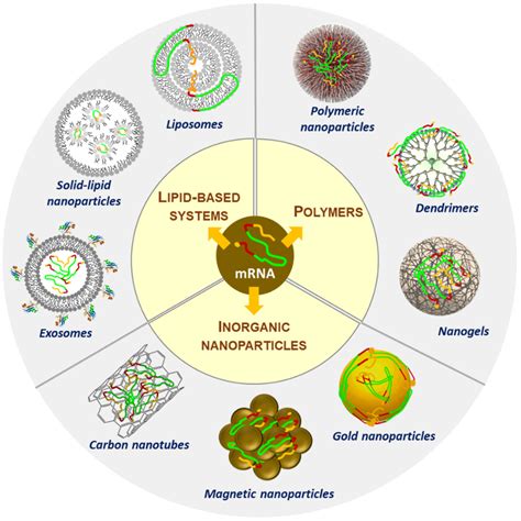 Schematic Representation Of Nanoparticles Used In RNA Delivery