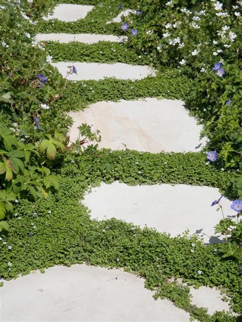 Plantes couvre sol top 10 des espèces incontournables