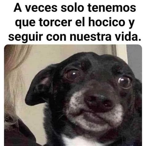 Pin de Viku en Stickers en 2024 Frases divertidas Ironías de la vida