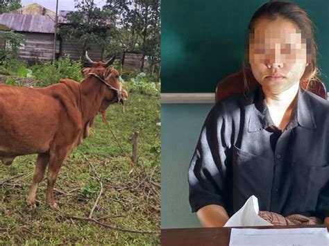 Thấy bò hàng xóm thả rông thiếu nữ 19 tuổi thuê xe ba gác bắt đem bán