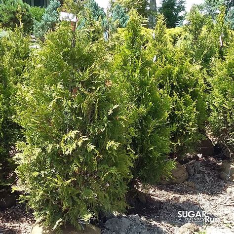 Thuja Occidentalis Elegantissima Plant Description Narrow Pyramidal