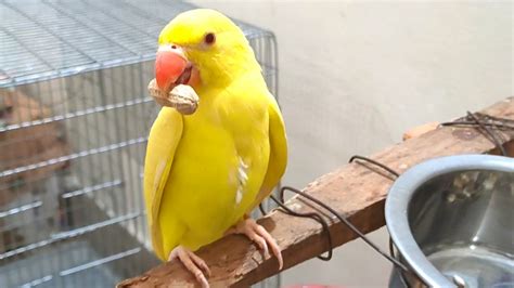 Indian Ringneck Parrot Eating Peanuts Parrot Eating Videos YouTube