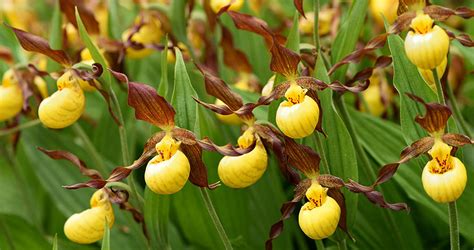 Cypripedium Lady Slipper Orchids
